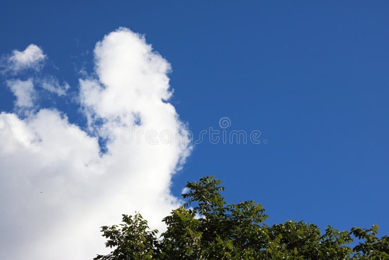 Top of Cape Ash Tree Against Blue Sky and White Cloud in Summer Stock ...
