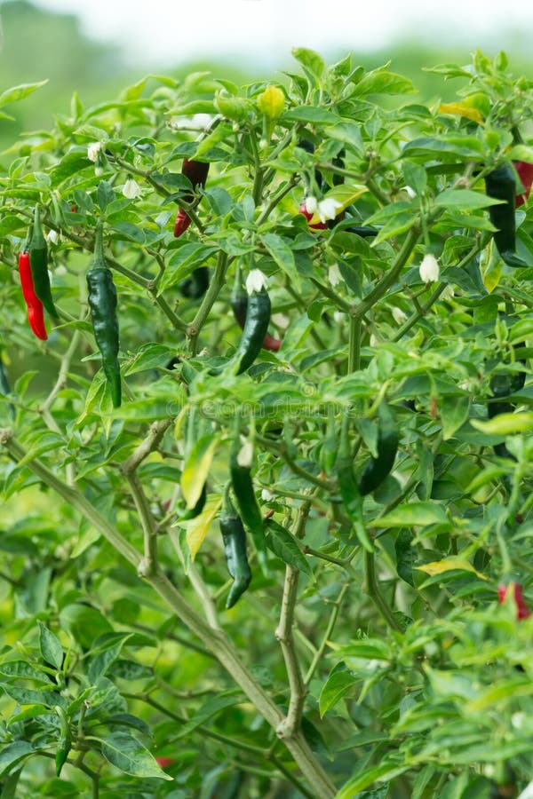 Chili farm stock photo. Image of farm, harvest, garnish - 99936062