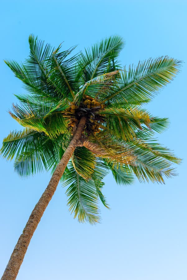 Top of a coconut tree stock image. Image of sunshine - 187719735