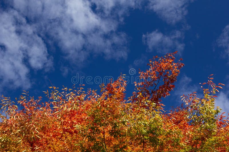 Autumn Tree and Blue Sky and Clouds Stock Photo - Image of trees ...