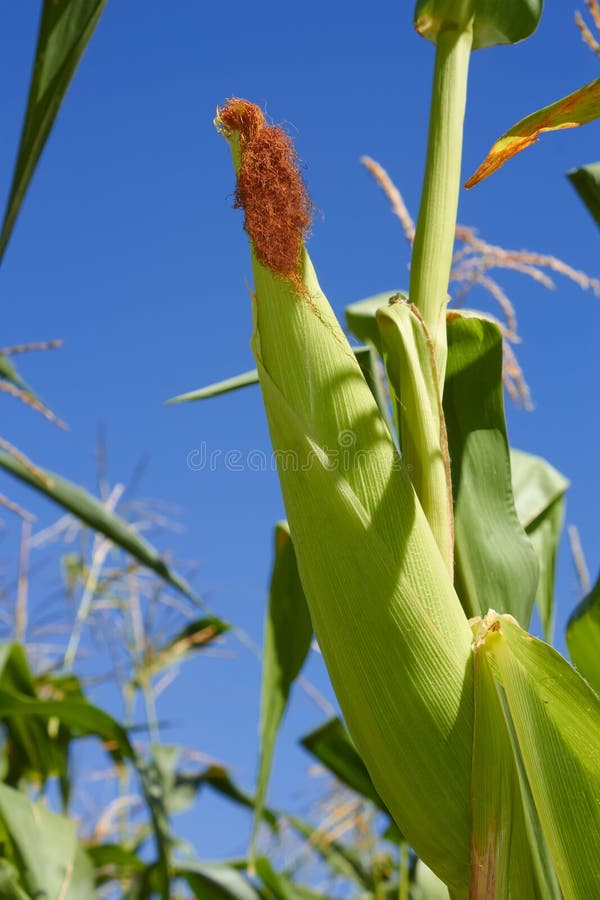 Top corn stock image. Image of corn, daytime, organic - 20959685
