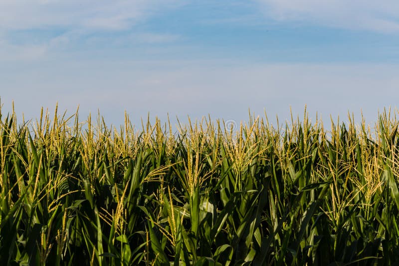 Top of the Cornfield and the Midwestern Sky Stock Image - Image of ...