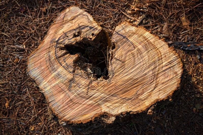 Top of Cracked Stump Log Fire Wood Stock Image - Image of deforestation ...