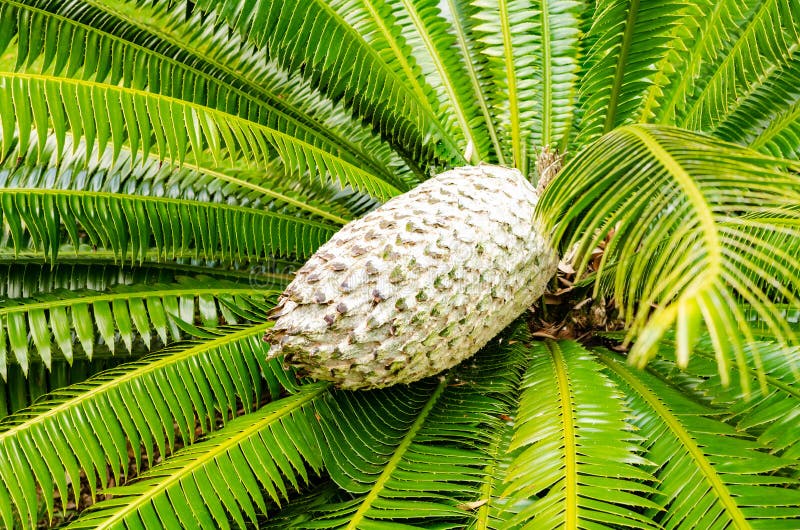 The Top of a Cycad Palm with Huge Fruit and Gorgeous Leaves Stock Image ...