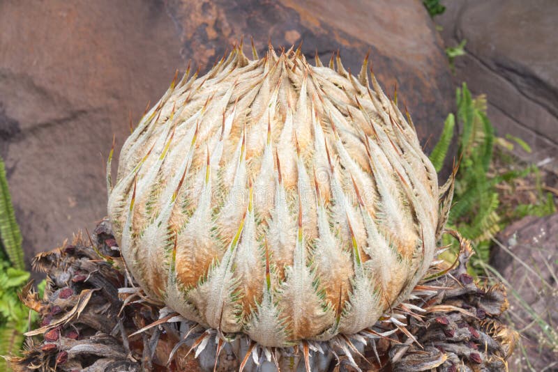 Top of cycads stock photo. Image of green, natural, plants - 45967148
