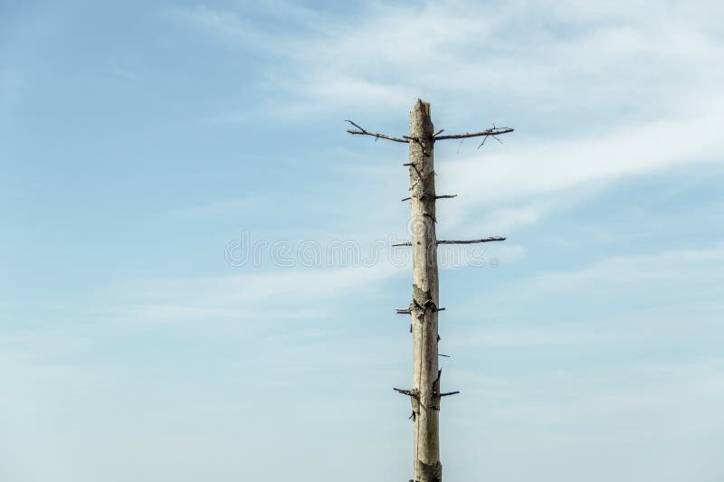 The Top of a Dead Tree in Front of the Clear Blue Sky Stock Photo ...