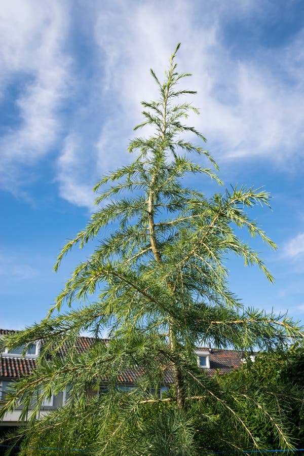Weeping deodar cedar stock image. Image of plant, leaf - 140980367