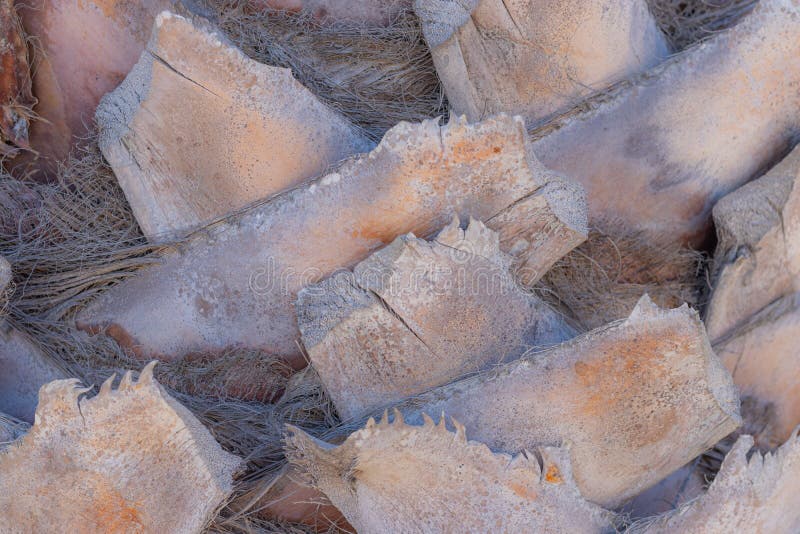 Top Detail of Palm Tree Background Texture Pattern Trunk. Palm Stem ...