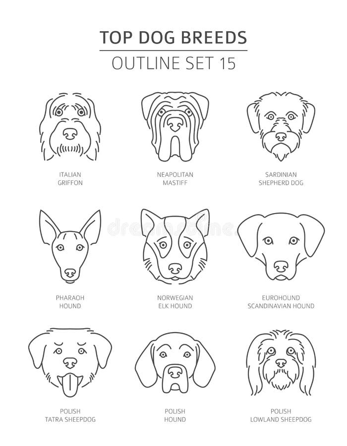 Top Dog Breeds. Pet Outline Collection Stock Vector - Illustration of ...