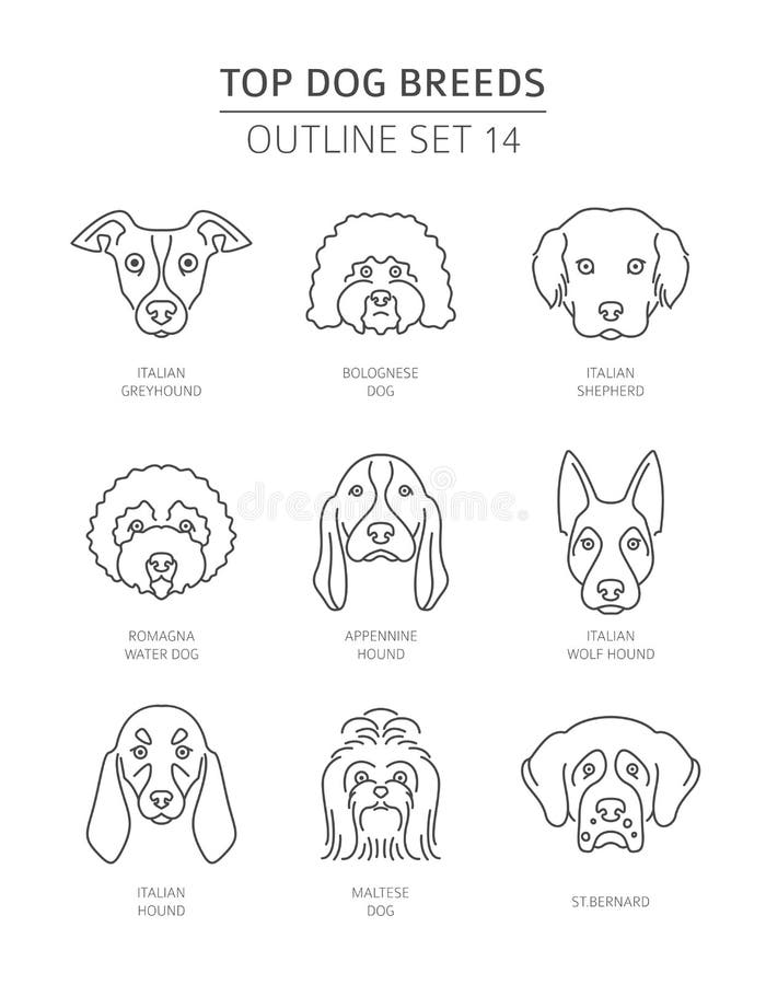 Top Dog Breeds. Pet Outline Collection Stock Vector - Illustration of ...