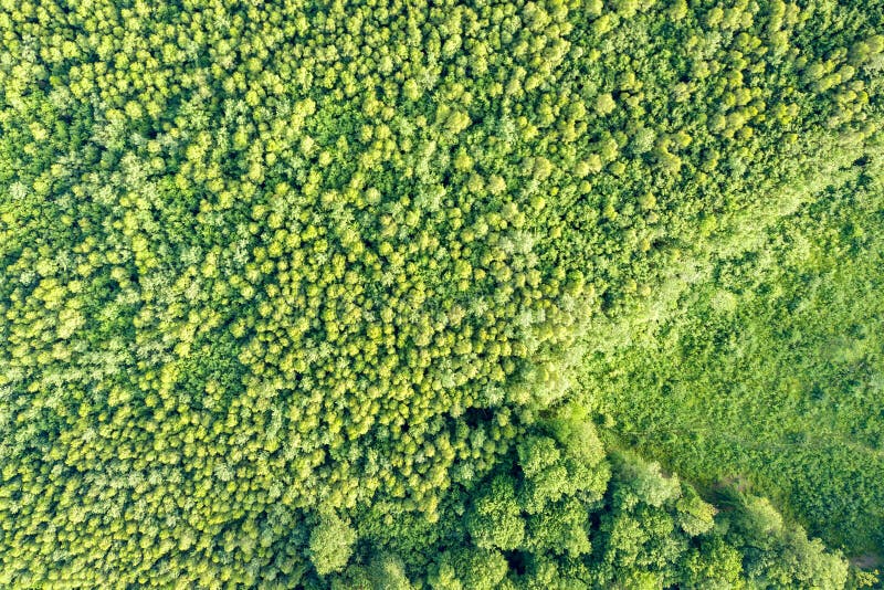 Top Down Aerial View of Green Summer Forest with Many Fresh Trees Stock ...