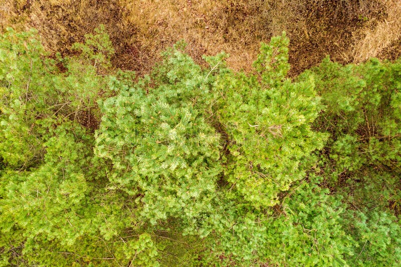 Top Down Aerial View of Green Summer Forest with Many Fresh Trees Stock ...