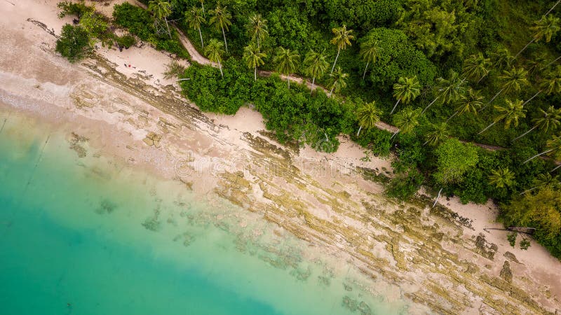 Top Down Aerial View of Palm Trees and a Tropical Beach Stock Photo ...