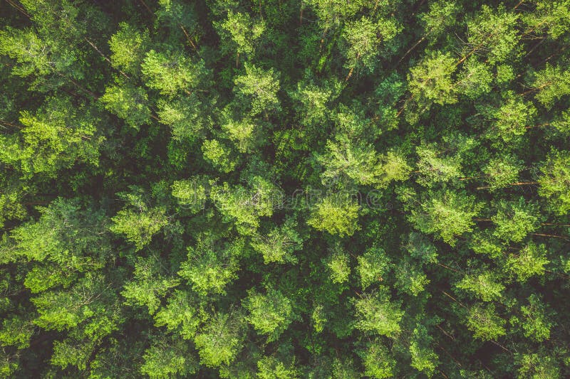 Top Down Aerial View of Pine Forest Stock Photo - Image of forest ...