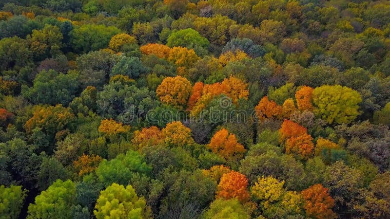 Top Down Autumn Wood. Nature Background. Aerial Top View of Autumn ... Top Down Autumn Wood. Nature Background. Aerial Top View of Autumn ...