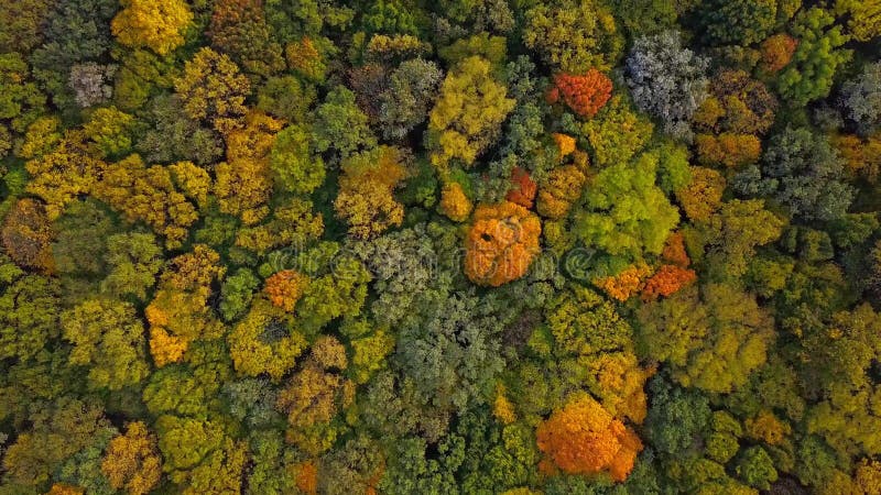 Top Down Autumn Wood. Nature Background. Aerial Top View of Autumn ... Top Down Autumn Wood. Nature Background. Aerial Top View of Autumn ...