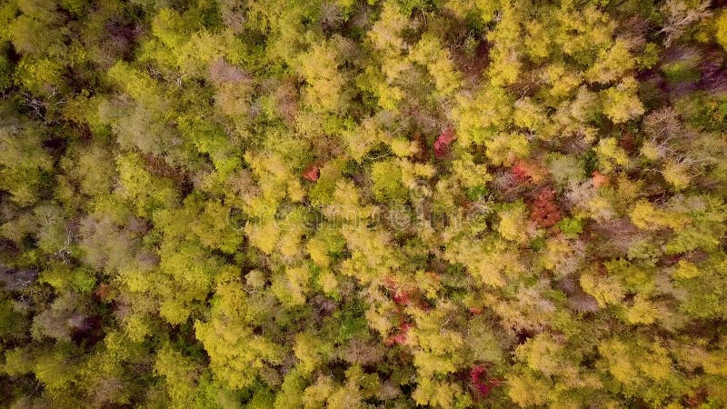 Top Down Autumn Wood. Nature Background. Aerial Top View of Autumn ... Top Down Autumn Wood. Nature Background. Aerial Top View of Autumn ...