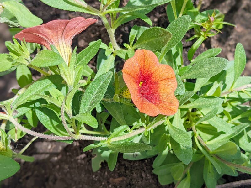 The Top Down, Close Up View of Blooming Calibrachoas. the Tiny Flowers ...