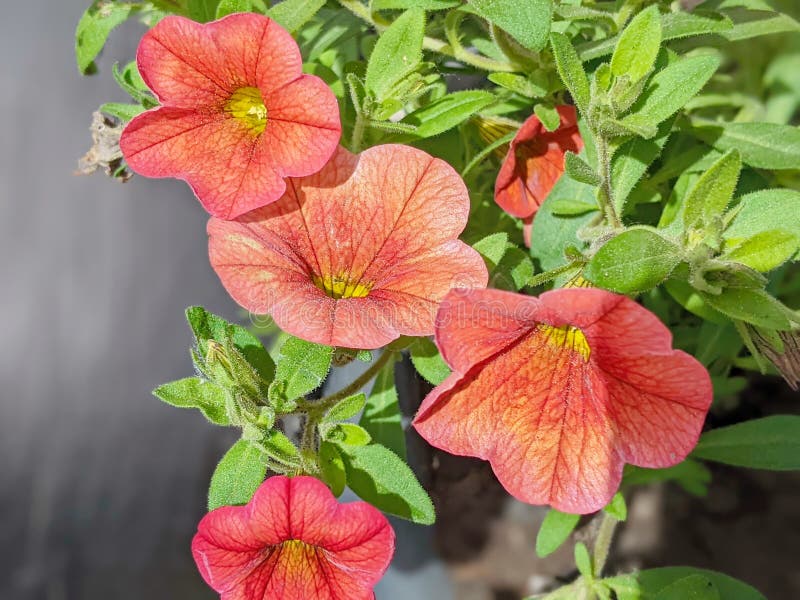 The Top Down, Close Up View of Blooming Calibrachoas. the Tiny Flowers ...