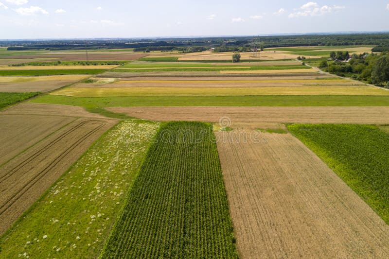 A Top-down Drone Perspective of a Green Cornfield, Illustrating the ...