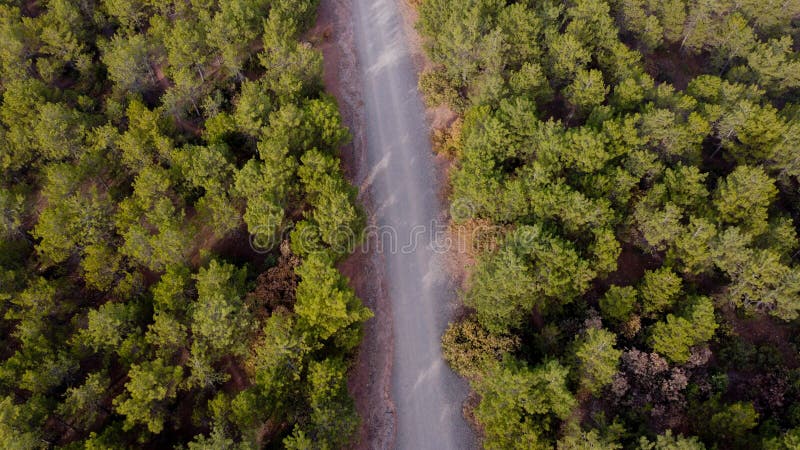 Top Down Drone Shot of a Road Passing through a Pine Forest Stock Image ...