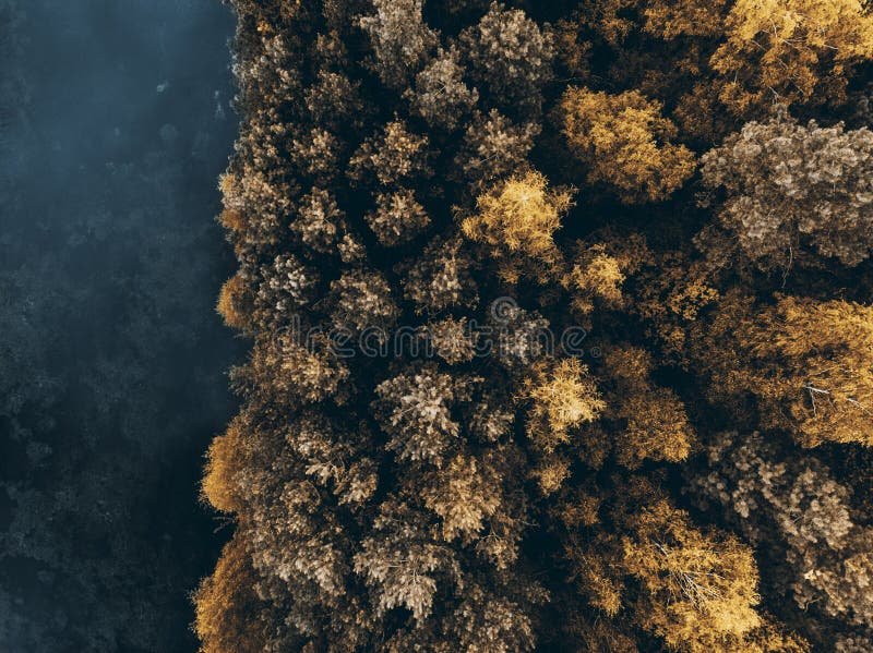 Top Down Drone View Over Autumnal Forest Stock Image - Image of summer ...