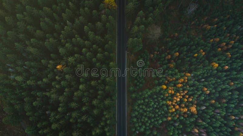Top Down Forest. Straight Road Surrounded by Forest Stock Image - Image ...
