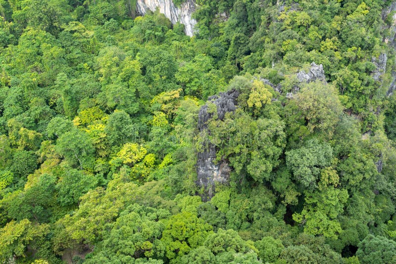 Top Down Forest Trees on Mountain Peak Rainforest Ecosystem and Healthy ...