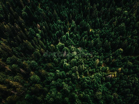 Top Down Forrest in the Sun Stock Photo - Image of fresh, rays: 133597938