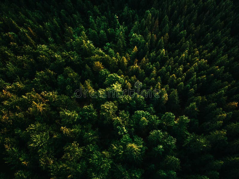 Top Down Forrest in the Sun Stock Photo - Image of dark, scene: 133598132