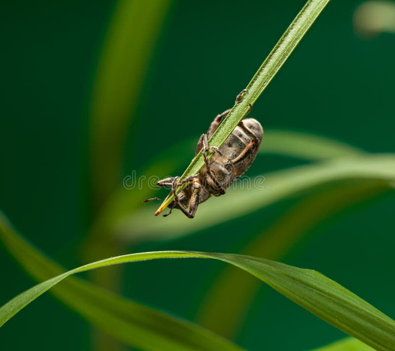 Top down on grass stock image. Image of beetle, nature - 48706599