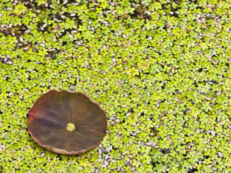 A Patch of Green Duckweed with a Dried Lotus Leaf on Top, Aquatic Plant ...