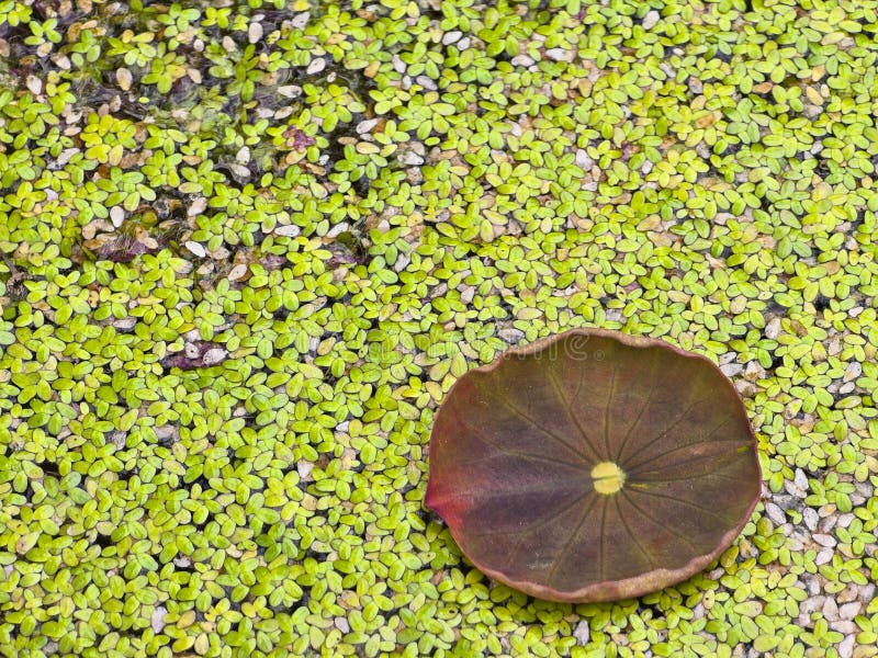 A Patch of Green Duckweed with a Dried Lotus Leaf on Top, Aquatic Plant ...