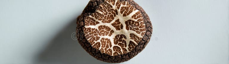 Top-down Macro of Black Truffle Surface Showing Intricate Organic ...