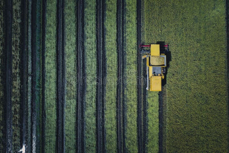 Top Down of Malaysia Paddy Field Stock Photo - Image of harvester ...
