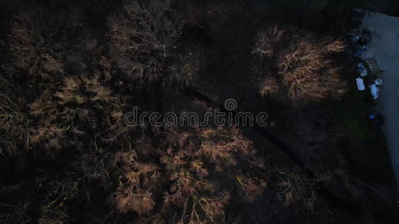 Top Down Nature Scene of Trees and Lake during Spring in Friedrichshain ...