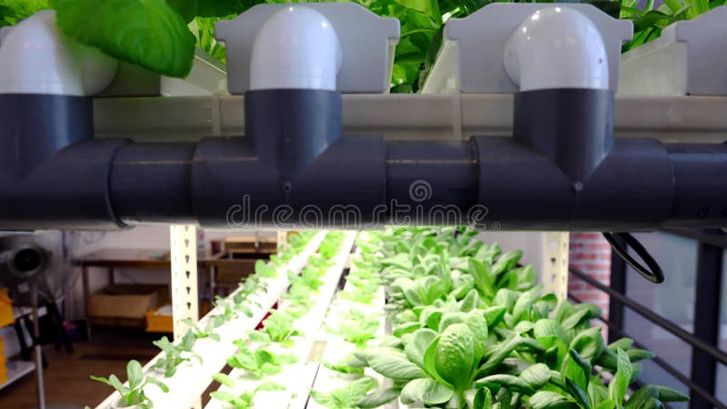 Top Down Panning on Vertical Multi-level Indoor Hydroponic Vegetable ...