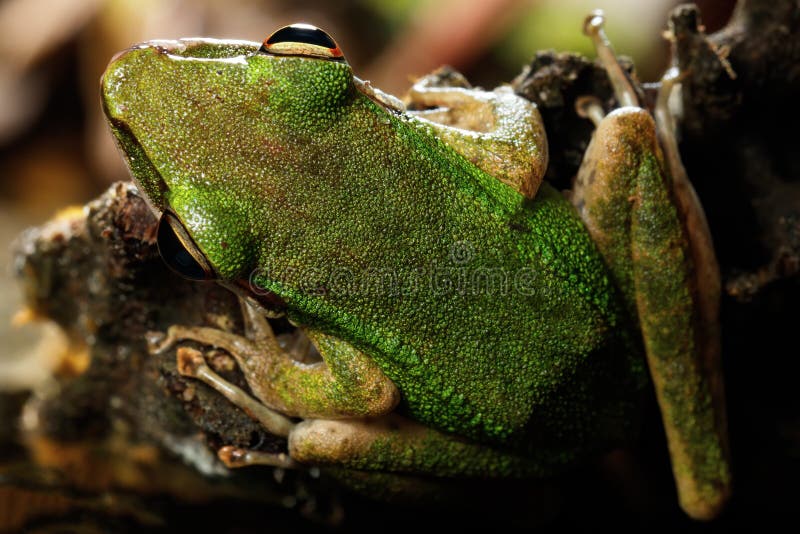 Top Down Photo of a Copper Cheeked Frog Showing Neon Green Back and ...