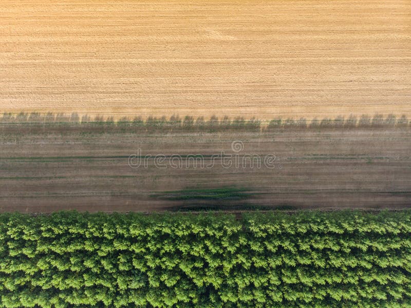 Top Down Photo from a Poplar Forest Stock Photo - Image of fall, autumn ...