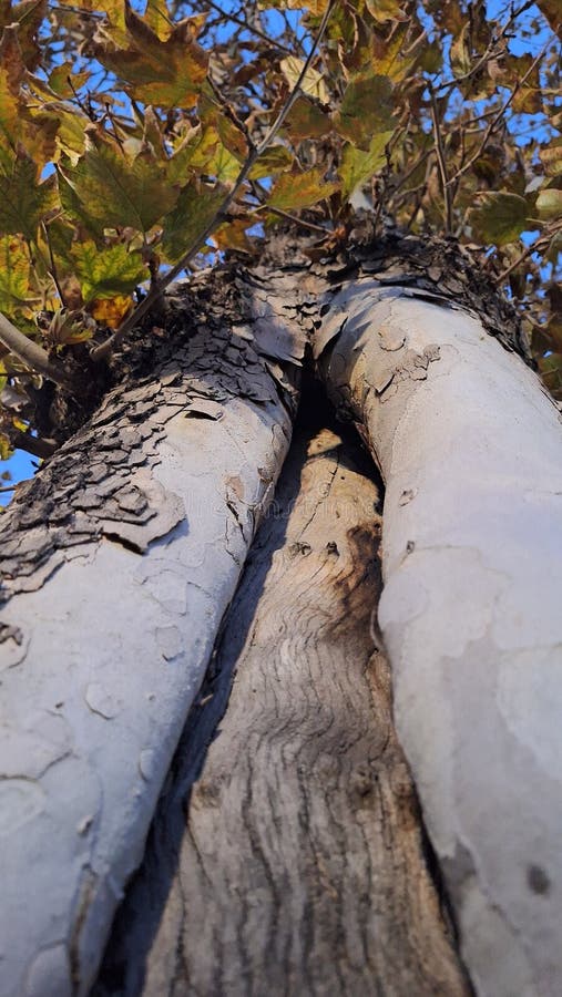 A Top-down Photo of Several Trees Growing Together. Stock Photo - Image ...