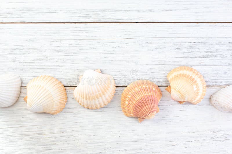618 Seashells Row Stock Photos - Free & Royalty-Free Stock Photos from ...