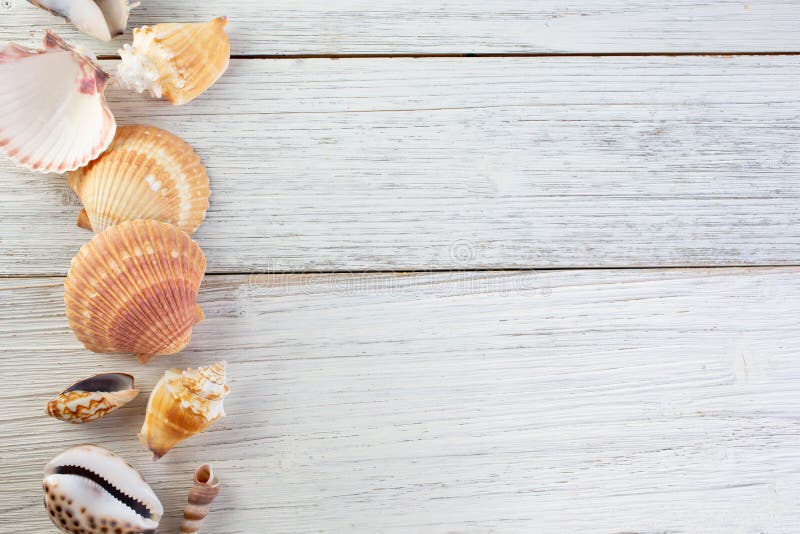 Top down shells stock image. Image of architecture, animal - 187832831