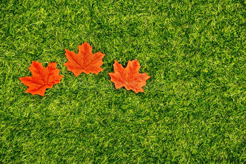 Top-down Shot of Pretty Maple Leaves Stock Image - Image of shot, empty ...