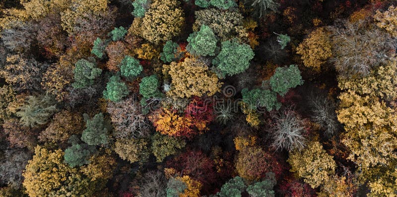 A Top Down Shot of Trees with Strong Fall Colors of a German Forest ...