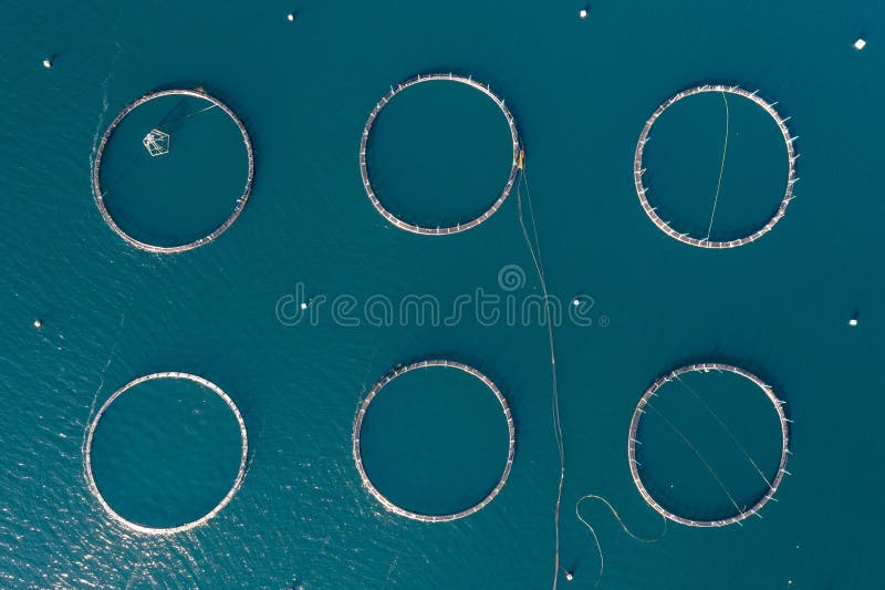 Top-down View of Aquaculture Fish Farm Cages and Nets in Deep Blue ...