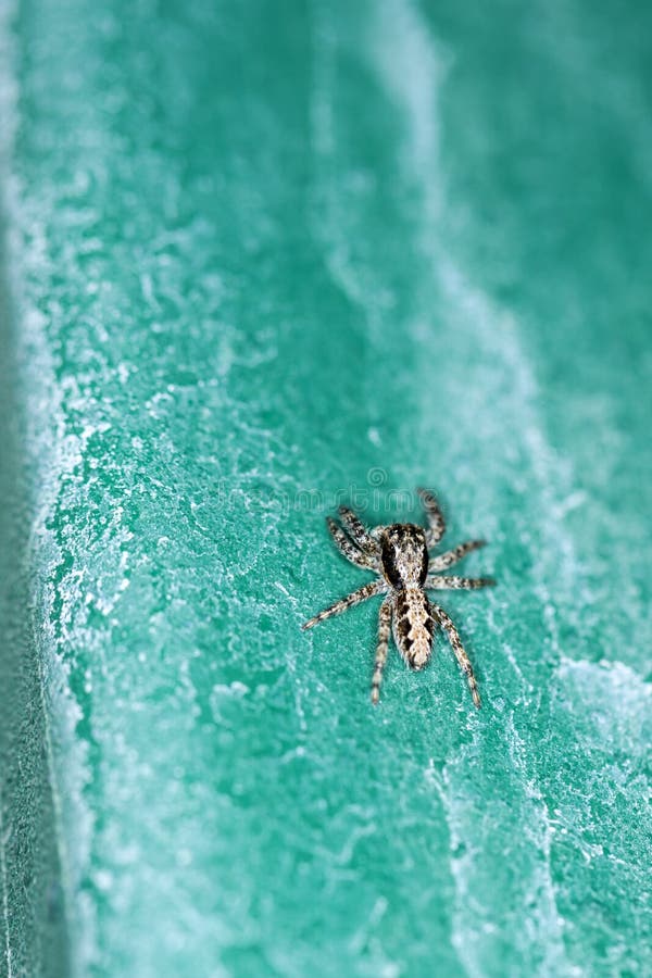 Top Down View of a Black and Grey Jumping Spider on a Green Surface ...