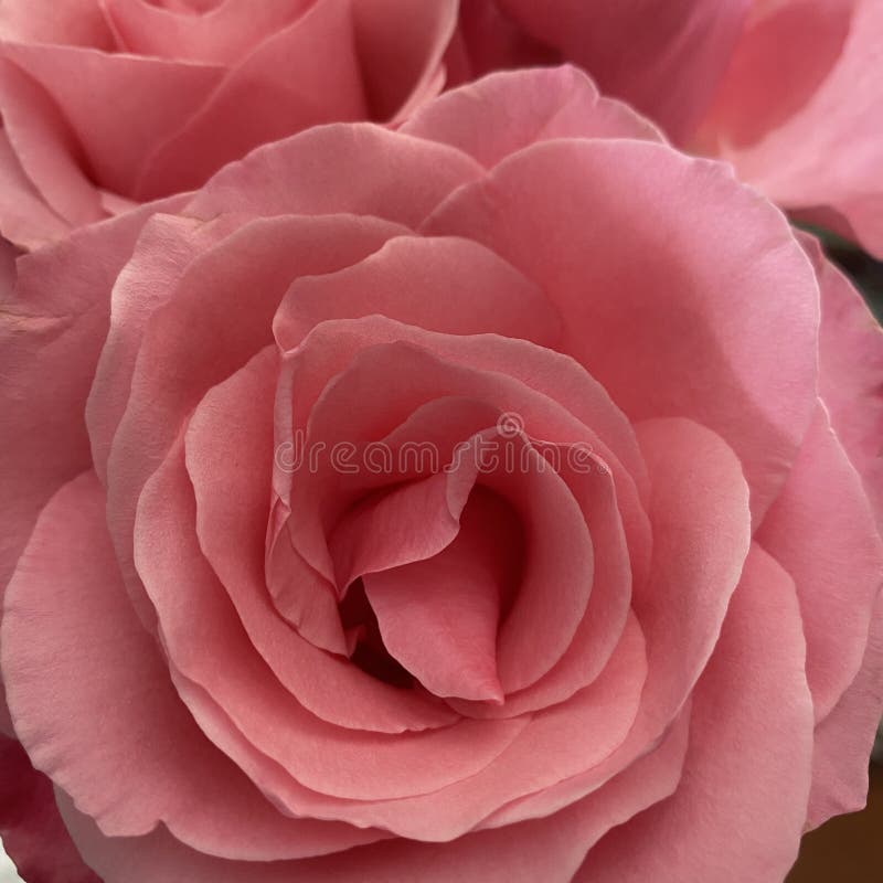 Top Down View of a Blooming Pink Roses Stock Photo - Image of floral ...