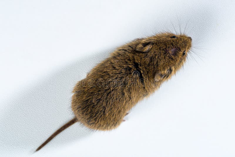 Brown mouse on white stock image. Image of mouse, domestic - 14080085