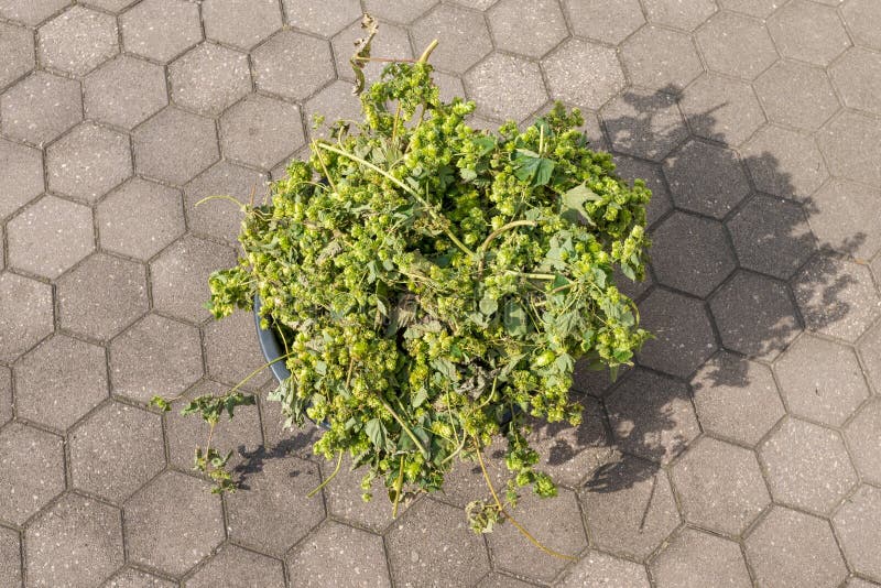 Top Down View of Bucket Full of Hop Twines Stock Image - Image of full ...