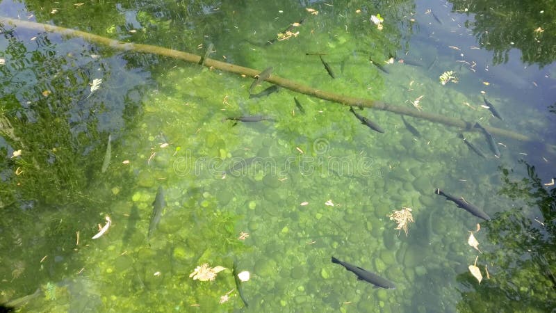 Top Down View of a Bunch of Fish Swimming Stock Footage - Video of ...